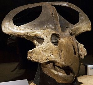 Protoceratops Facts for Kids