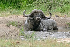 African buffalo Facts for Kids