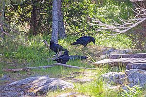 Common raven Facts for Kids