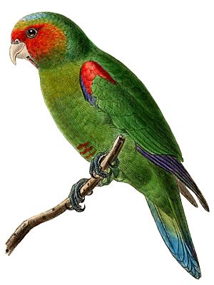 Red-faced parrot Facts for Kids