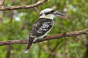 Kookaburra Facts for Kids