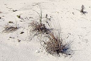 Sea oats Facts for Kids