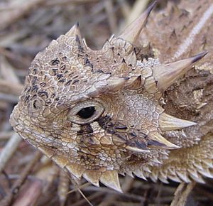 Texas horned lizard Facts for Kids