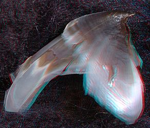 Tuberculate pelagic octopus Facts for Kids