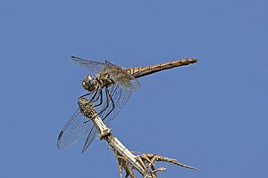 Violet dropwing Facts for Kids
