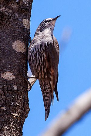 White-browed treecreeper Facts for Kids