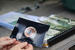 Boggomoss snail Facts for Kids