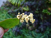 Geography of New Caledonia Facts for Kids
