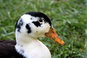 Magpie duck Facts for Kids