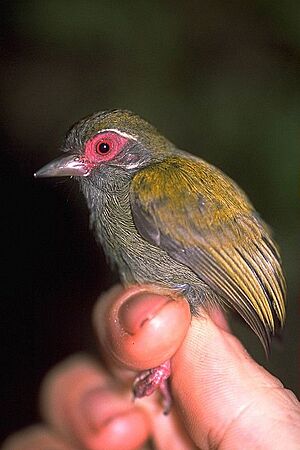 African piculet Facts for Kids