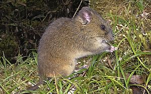 Burneo's Oldfield mouse Facts for Kids