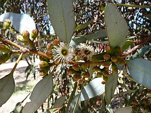 Dumosa mallee Facts for Kids