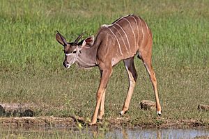 Kudu Facts for Kids