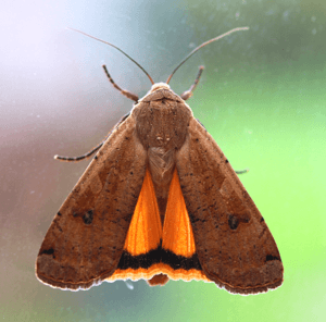 Large yellow underwing Facts for Kids