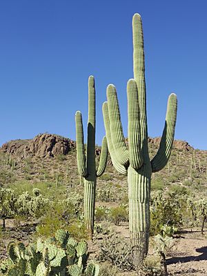Saguaro Facts for Kids