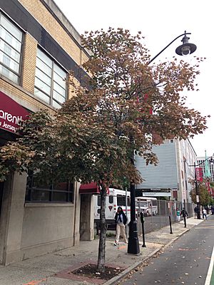 Chalk maple Facts for Kids