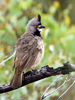 Crested bellbird Facts for Kids