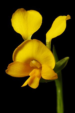 Buttercup doubletail Facts for Kids