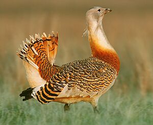 Great bustard Facts for Kids