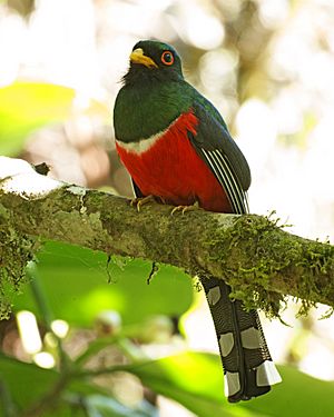 Masked trogon Facts for Kids