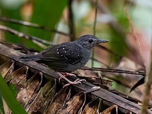 Rufous-faced antbird Facts for Kids