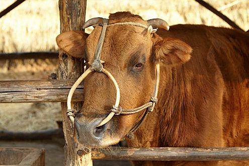 Hanwoo Facts for Kids