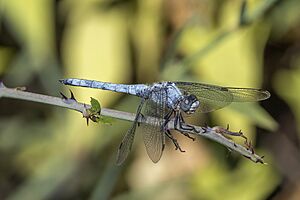 Southern skimmer Facts for Kids