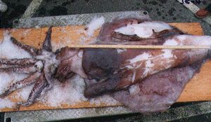 Cephalopod size Facts for Kids