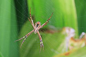 St Andrew's cross spider Facts for Kids