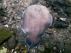 Coffin ray Facts for Kids