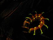 Glow-worm Facts for Kids