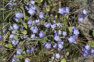 Divaricate phacelia Facts for Kids