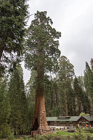 Sentinel (tree) Facts for Kids