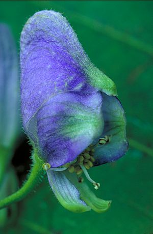 Wild monkshood Facts for Kids