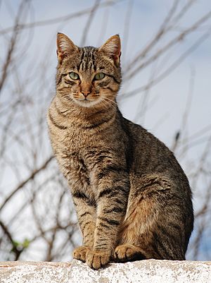 Cat Facts For Kids
