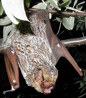Hoary bat Facts for Kids