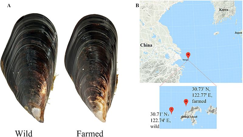 Image: Wild and farmed hard-shelled mussels (Mytilus coruscus ...