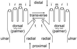 String figure Facts for Kids