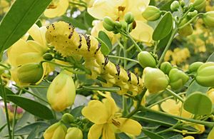 Argentine senna Facts for Kids