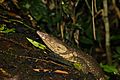 Monitor lizard Facts for Kids