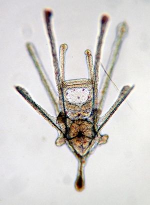 Larva Facts for Kids