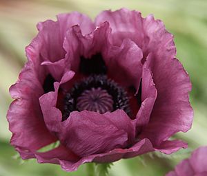 Purple poppy Facts for Kids