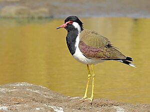 Red-wattled lapwing Facts for Kids