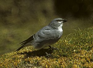 Glacier finch Facts for Kids