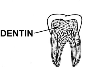 Dentin Facts for Kids