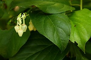 Salal Facts for Kids