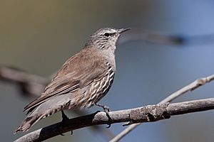 White-browed treecreeper Facts for Kids