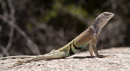 Greater earless lizard Facts for Kids