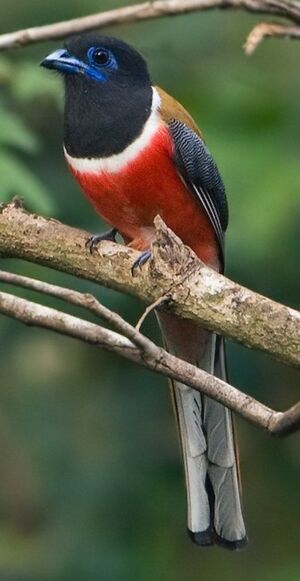 Malabar trogon Facts for Kids