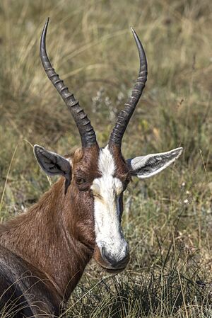 Blesbok Facts for Kids